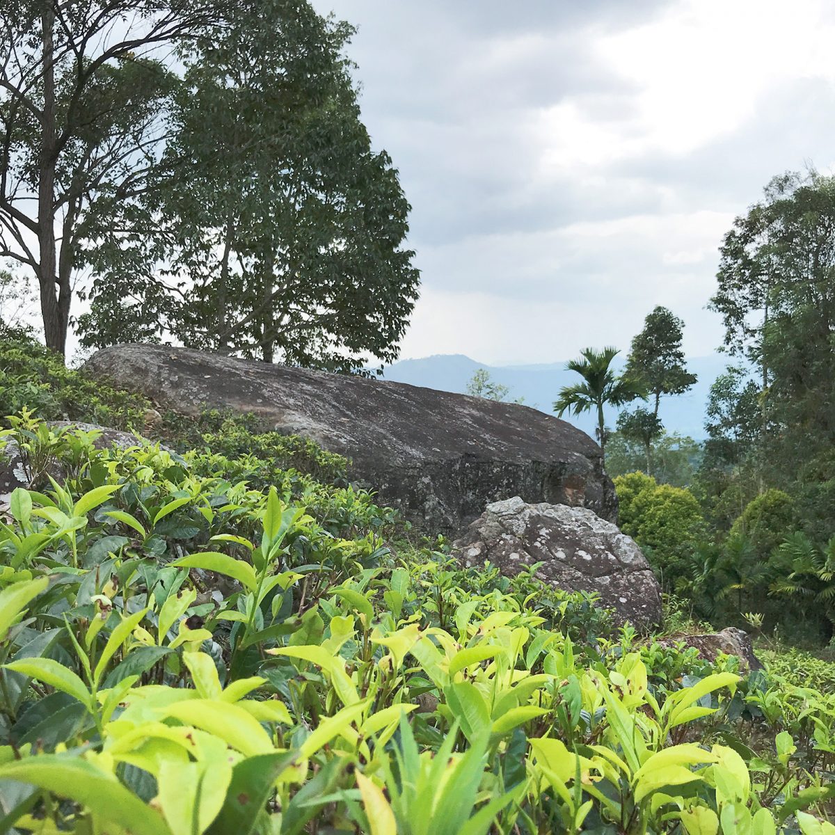 FT110DP Benchtop Rapid Extractor - Armfield